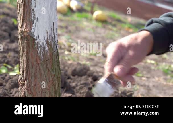 Person covers the trunk of a small tree with agricultural lime at the ...