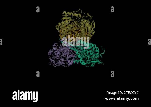 Structure of human aldehyde dehydrogenase ALDH1A1. Animated 3D cartoon ...