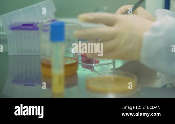 Food laboratory, meat processing plant.Test, quality check. sample of ...