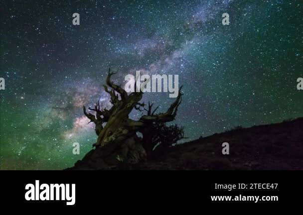 4K Timelapse Video The Milky Way galaxy moves over a tree line. Night ...