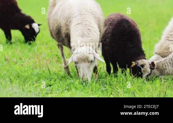 Domestic brown sheep eat grass in pasture. Breeding animals on farm. Flock of sheep is nibbling ...