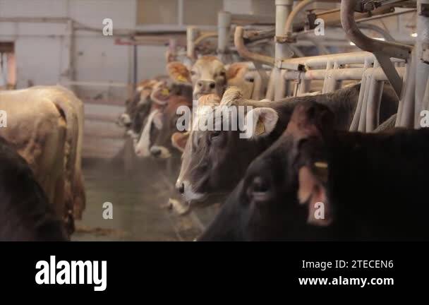 Automatic milking of cows. The process of milking cows on a dairy farm. Automated milking of ...