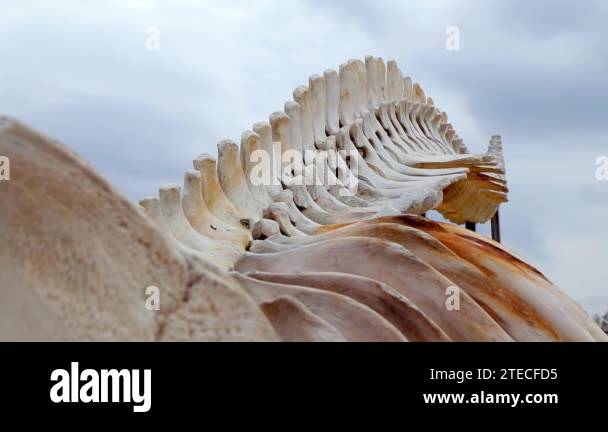 Whale skeleton national history Stock Videos & Footage - HD and 4K ...