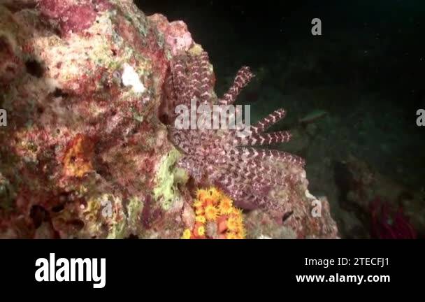 Sea lily on background red corals underwater in Red Seas Stock Video ...