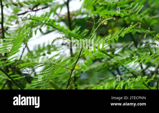 Mimosa pigra with natural background. Mimosa pigra, commonly known as ...