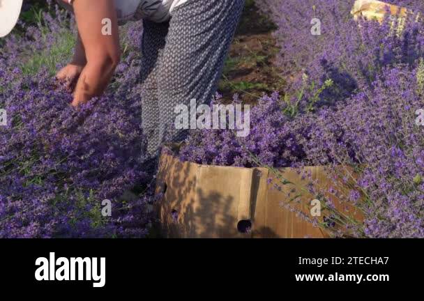 Woman farmer hand cutting of lavender using harvesting knife. Harvest on the field. Manual ...