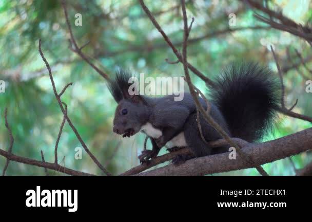 Gray Tree squirrel or Abert's squirrel Sciurus vulgaris sitting on Pine ...