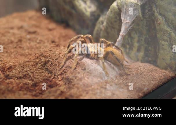 African spiders Stock Videos & Footage - HD and 4K Video Clips - Alamy