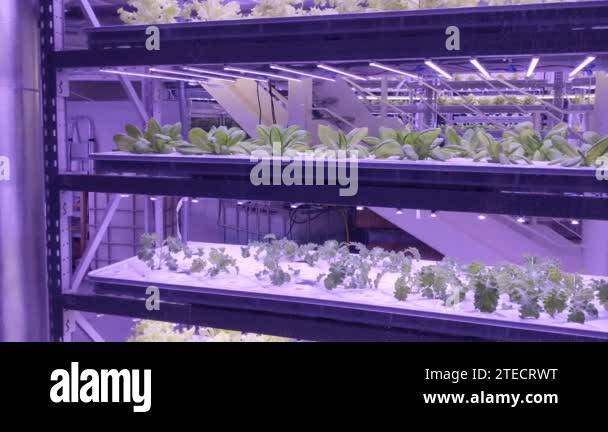 Plants grow on hydroponics in vertical sustainable farm with purple LED ...