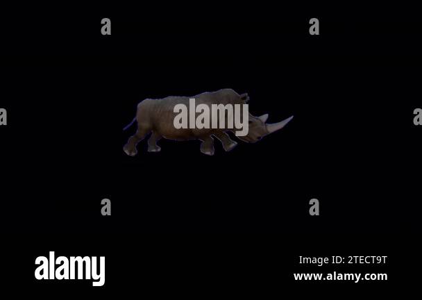 Rhino running Stock Videos & Footage - HD and 4K Video Clips - Alamy