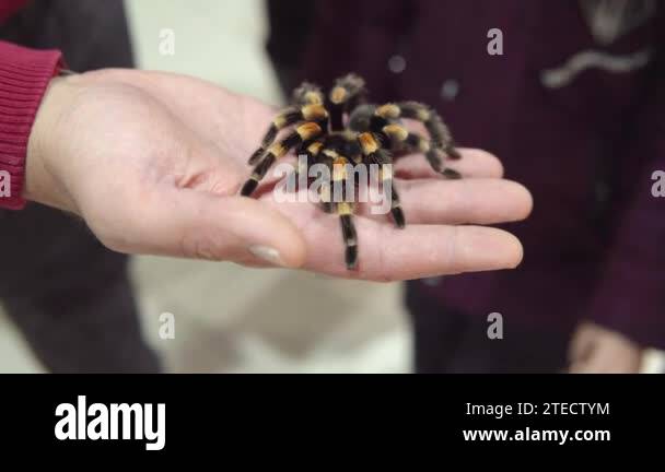 Man shows a spider on his arm Brachypelma smithi - Mexican redknee ...