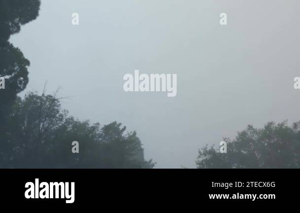 Blowing Wind, Rain, Hurricane, Damages the Tree. Bad Weather Storms the ...