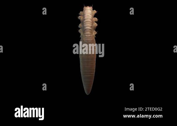 Demodex Folliculorum close-up isolated. Demodicosis. Alpha channel is ...