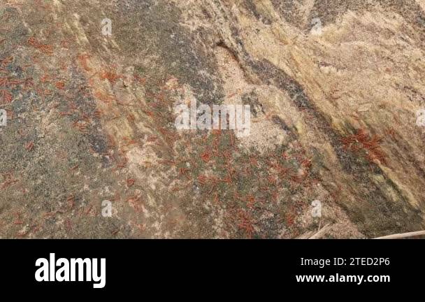 Millipedes walking in rainy season. A swarm of Red Millipedes. It is a ...