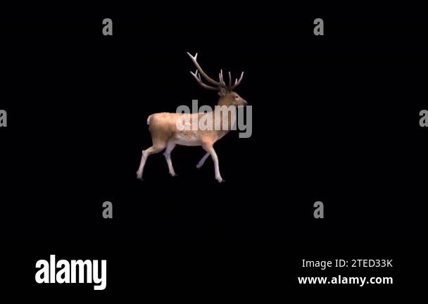 Stag and hunter Stock Videos & Footage - HD and 4K Video Clips - Alamy