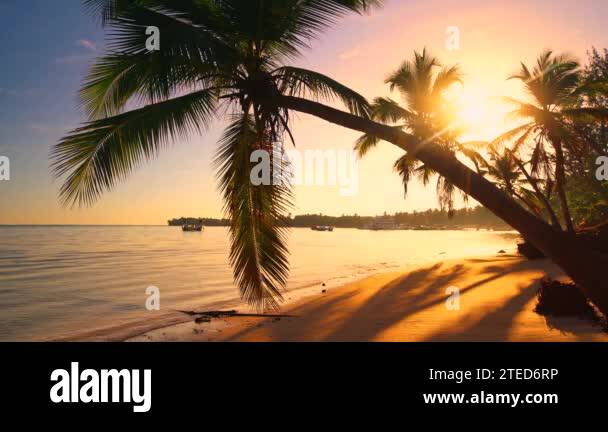 Sunrise or sunset view of Palm tree and beautiful tropical beach ...