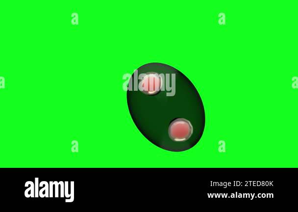 Mitosis process of cell division in the organic nature. Biology and ...