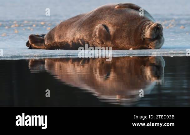Adult seal resting on an ice floe. Side view, close up. Sunset light ...