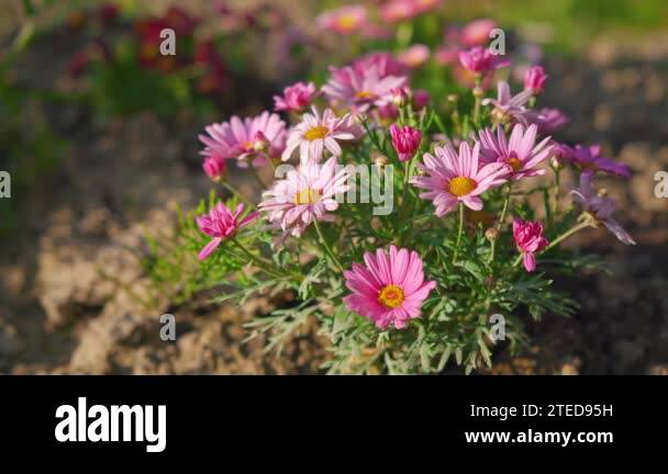 Pink soil Stock Videos & Footage - HD and 4K Video Clips - Alamy