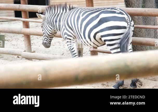 Extinct zebra Stock Videos & Footage - HD and 4K Video Clips - Alamy