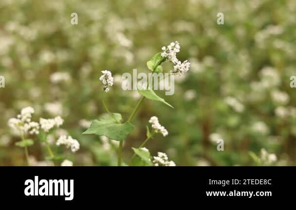 Buckwheat flowers blowing in the wind. Blooming buckwheat crops in field, close up of cultivated ...