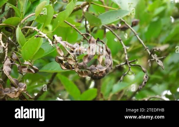 Erythrina fusca (Also called purple coraltree, gallito, bois immortelle ...