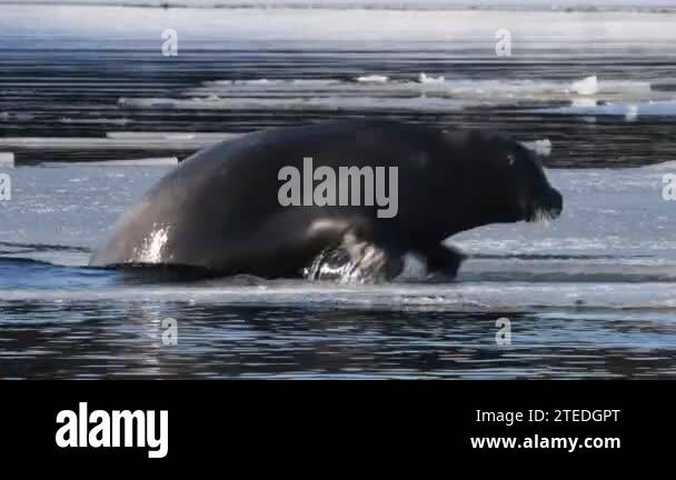 The seal breaks the ice trying to get out of the water. A seal tries to ...