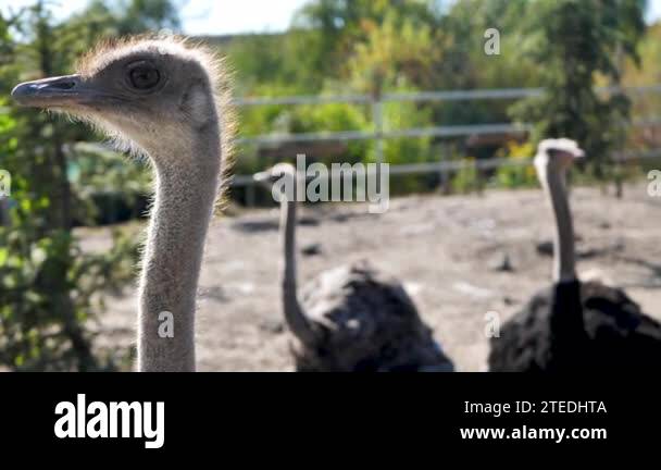 Ostriches walk in the paddock. Head and neck front portrait of an ...