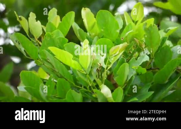 Erythrina fusca (Also called purple coraltree, gallito, bois immortelle ...