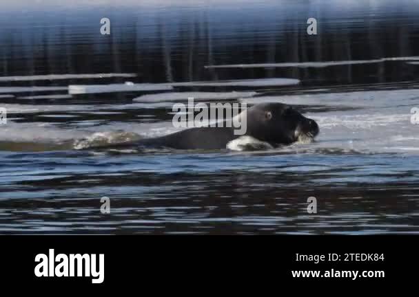The seal breaks the ice trying to get out of the water. A seal tries to ...