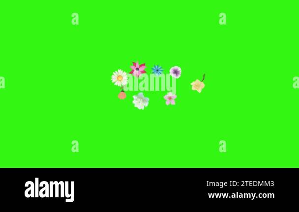 Group of spring flowers animation elements on green screen chroma key ...