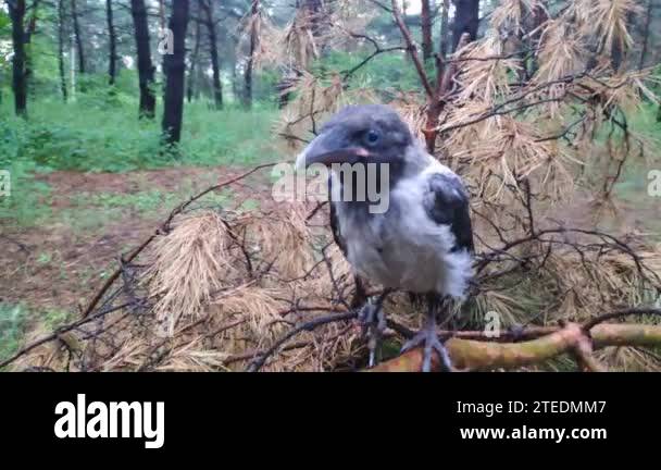 crow on the tree. crow in hand. crow chick. people are holding in their ...