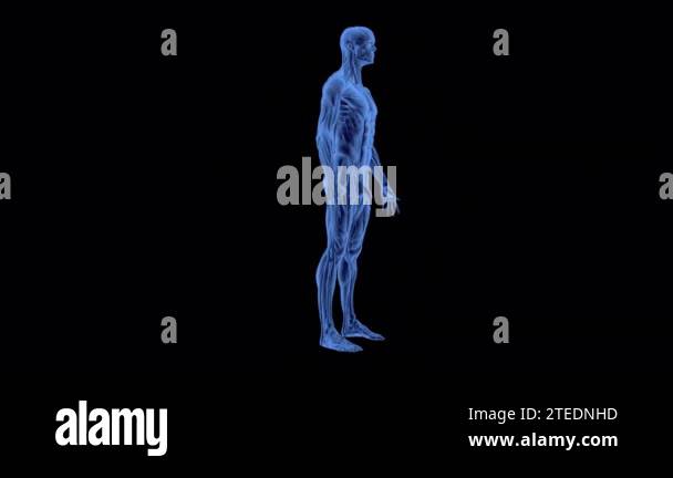 Muscle system Stock Videos & Footage - HD and 4K Video Clips - Alamy