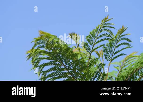 Jacaranda mimosifolia leaf Stock Videos & Footage - HD and 4K Video ...