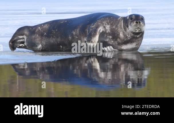 Adult seal resting on an ice floe. Side view, close up portrait. The ...