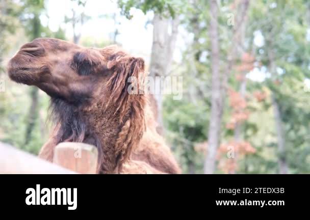 Animal camel eye eyelashes Stock Videos & Footage - HD and 4K Video ...