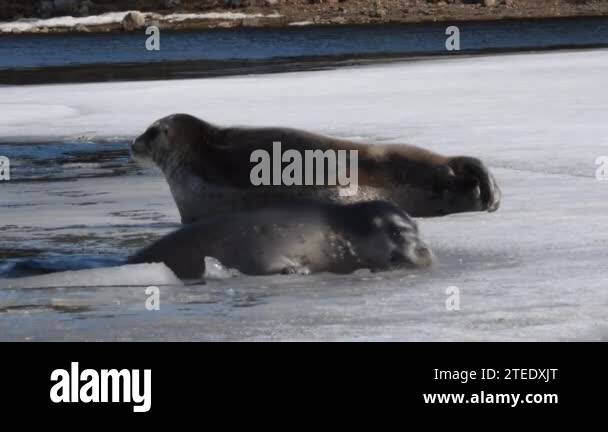 A seal climbs onto an ice floe getting out of the water. The bearded ...