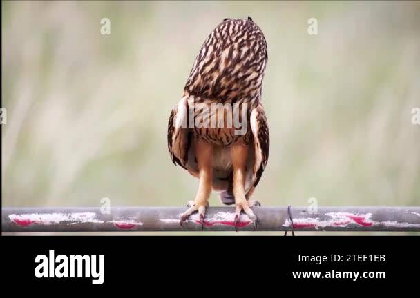 Buffy brown plumage Stock Videos & Footage - HD and 4K Video Clips - Alamy