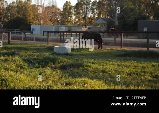 Mare and stallion mating Stock Videos & Footage - HD and 4K Video Clips ...