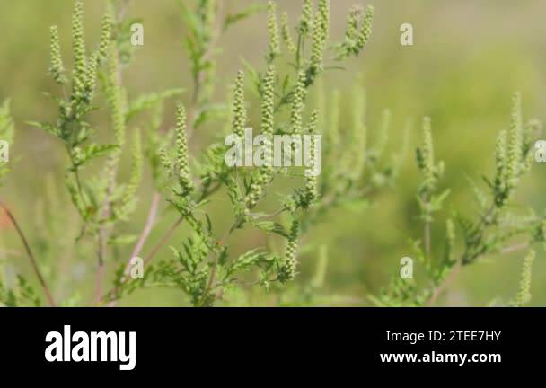 Ragweed flowering. Bushes of ragweed or ambrosia, causing allergic ...