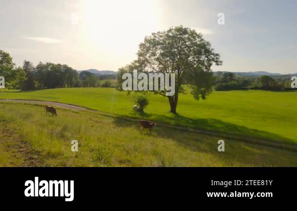Curious cows graze in a pasture in Bavaria, Germany in the Alps. The ...