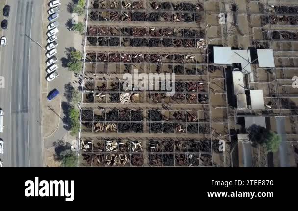 Captive cattle in yard pens during a sale, midst of the town, in ...
