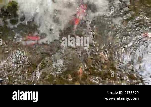Some Asian Koi Fish swimming under the water ripple. Beautiful Asian ...