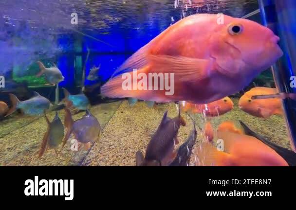 Parrot fish in tank Stock Videos & Footage - HD and 4K Video Clips - Alamy