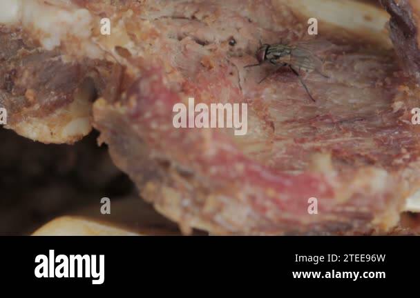 Rotten meat Stock Videos & Footage - HD and 4K Video Clips - Alamy