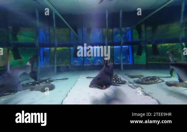 A Iridescent shark (Pangasianodon hypophthalmus - species of shark ...