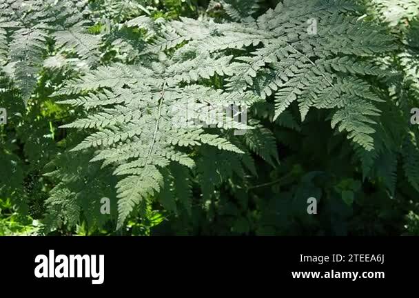 Ferns sway in the wind. Beautiful, light, graceful fern branches bend ...