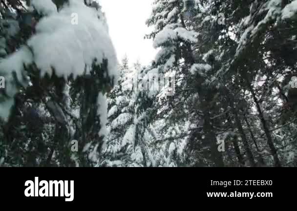 Winter spruce forest fir Stock Videos & Footage - HD and 4K Video Clips ...