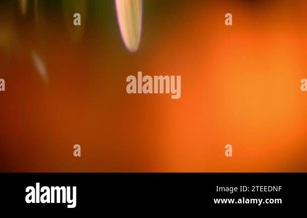 Amorphic Realistic and organic camera Light Leaks and Transitions for ...