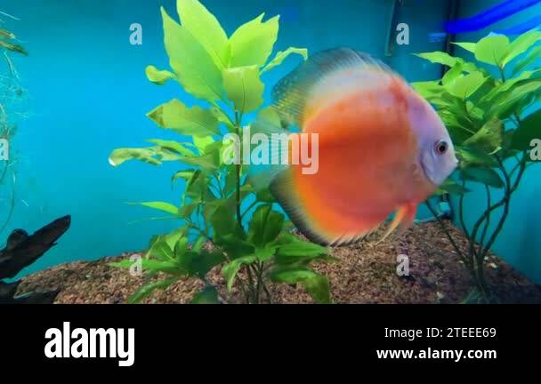 Discus fish (Pompadour), Red symphysodon discus. Symphysodon is ...